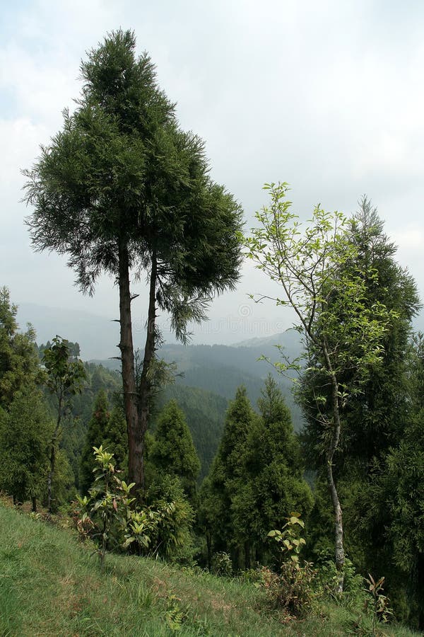 Trees on Mountain Slope stock image. Image of upright - 10077957