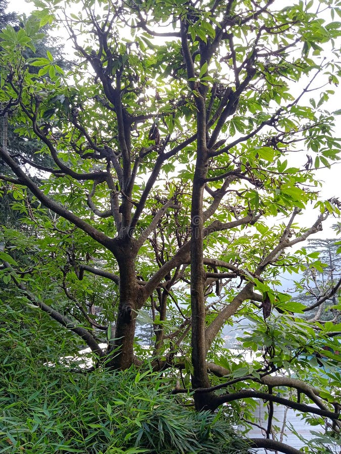 Trees in the Mountain Smiling through Wind, Rain Beautiful View and ...