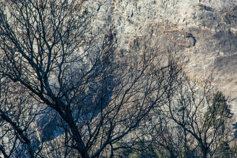 Silhouettes of Trees with Mountains Behind Stock Image - Image of ...
