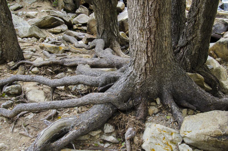 Trees in the Mountains with Roots on on Top of Ground Stock Image ...