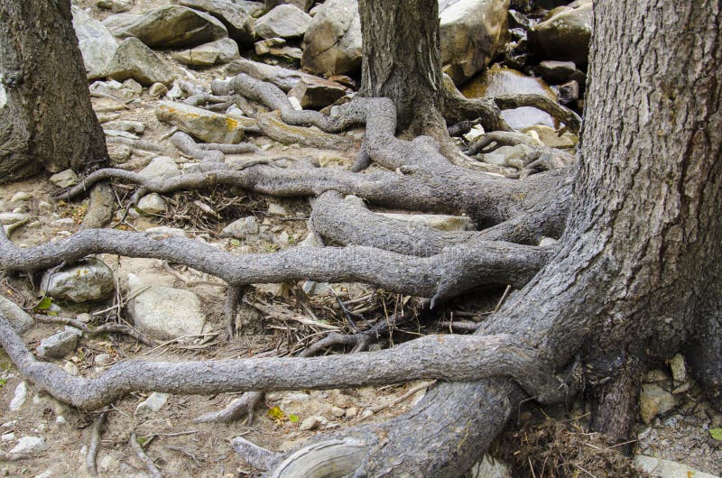 Trees in the Mountains with Roots on on Top of Ground Stock Photo ...