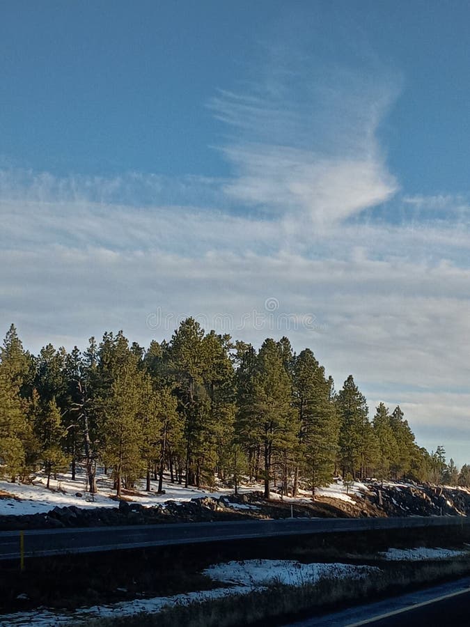 Trees on Mountains Snow Winter High Elevation Clear Sky Stock Image ...