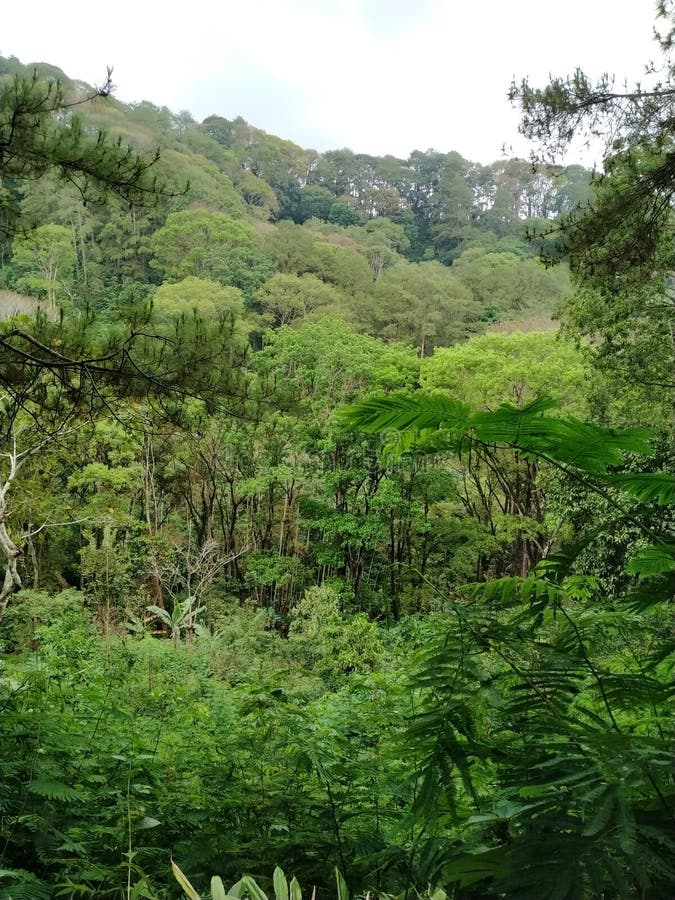 The Forest Scenery is Still Very Natural and Very Cool Stock Image ...