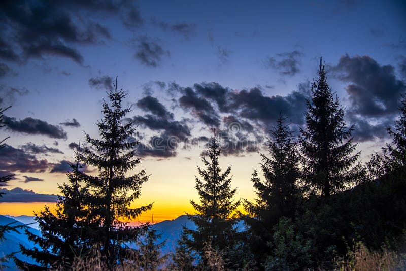 Crown of Trees at the Sunset Stock Photo - Image of plant, sunny: 186215594