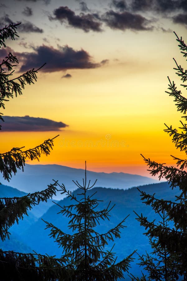 Crown of Trees at the Sunset Stock Image - Image of conifer, forest ...