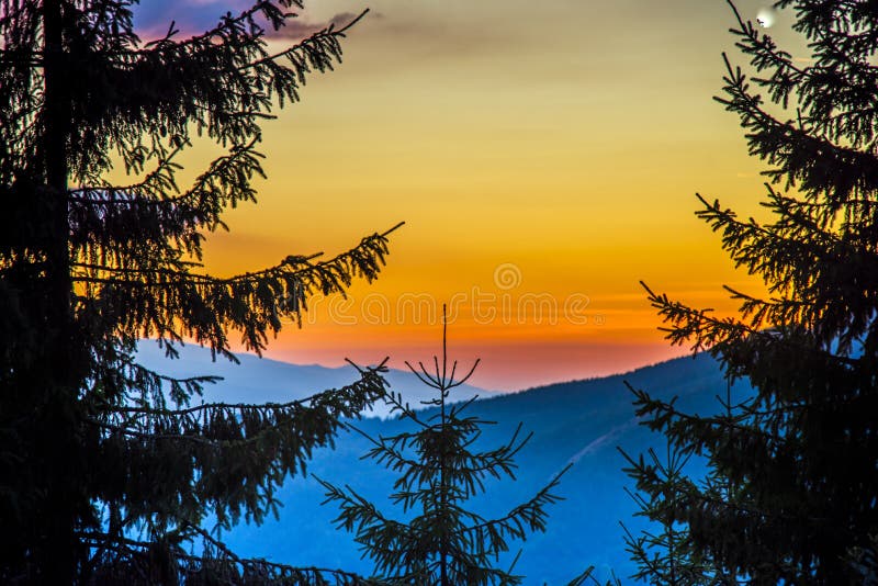 Crown of Trees at the Sunset Stock Photo - Image of landscape, summer ...