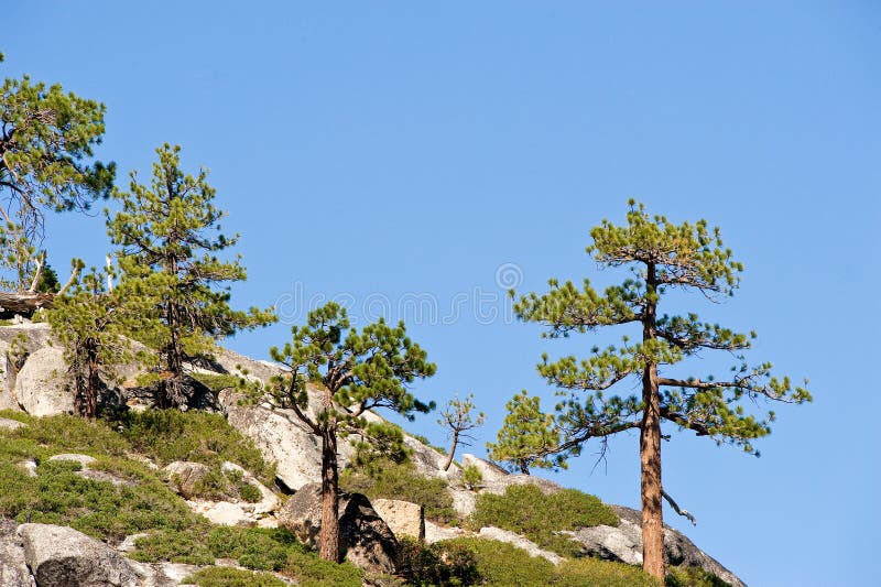 Trees on mountainside stock image. Image of trees, forest - 6916083
