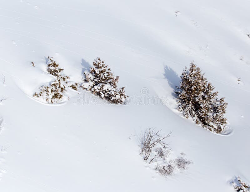 Trees on the Mountainside in the Snow Stock Photo - Image of frost ... Trees on the Mountainside in the Snow Stock Photo - Image of frost ...