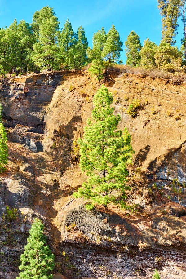 Trees on a mountainside stock image. Image of island - 107170377