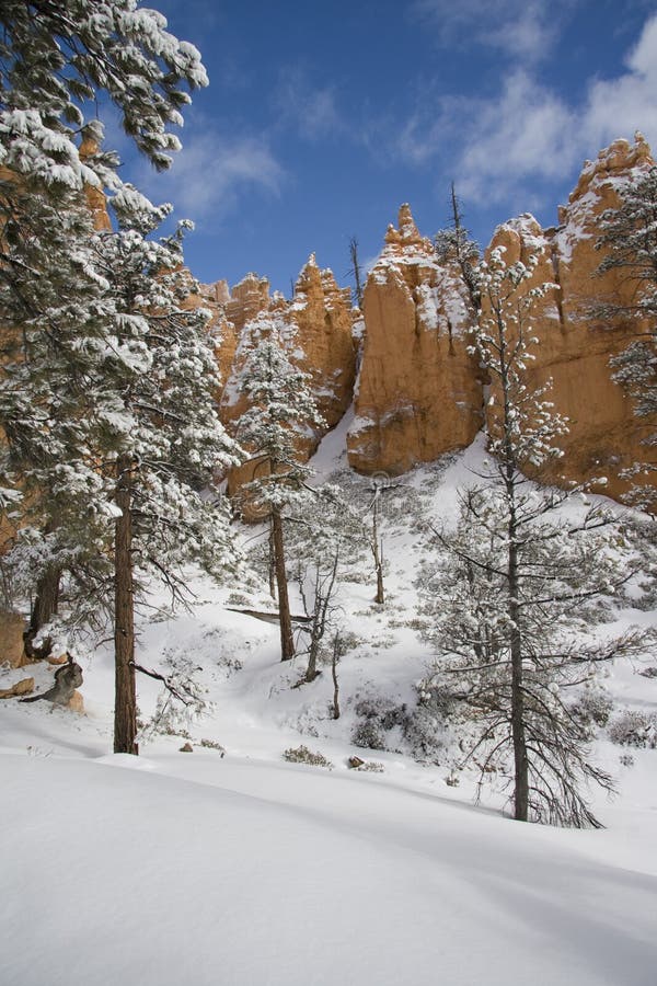 Trees and Mountians in the Snow Stock Photo - Image of canyon, winter ...