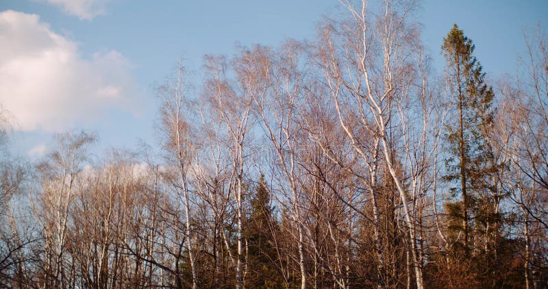 Trees Moving on Wind in Spring Stock Photo - Image of spring, blue: 299463304