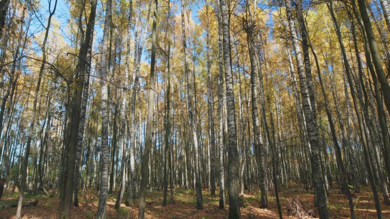 Trees with Multi-colored Autumn Leaves Against the Blue Sky. Colourful ...