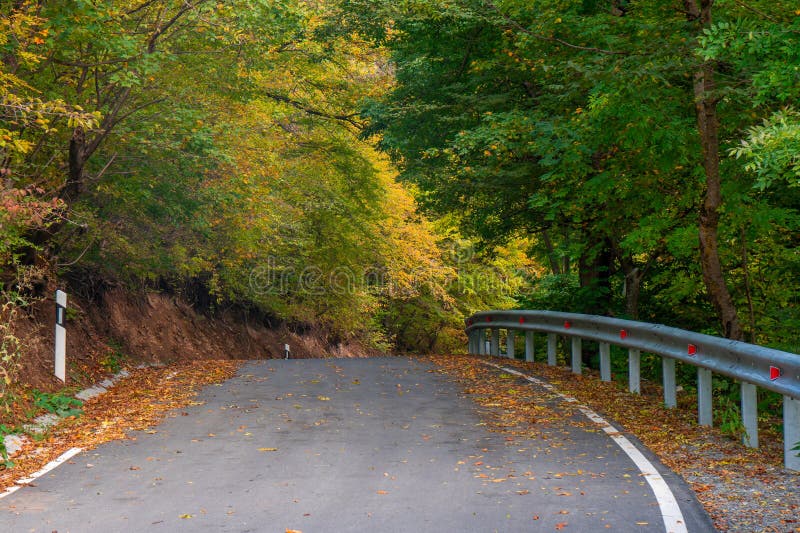 Trees with Multi Colour Leaves Along the Road in Autumn Stock Photo ...