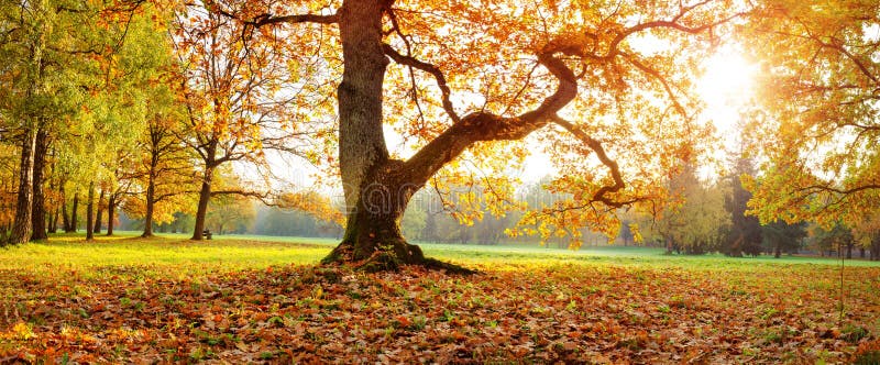 Trees in the Park in Autumn on Sunny Day Stock Image - Image of color ...