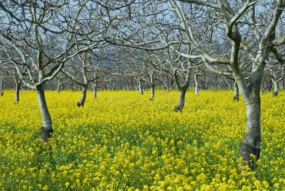 Trees and Mustard stock image. Image of spring, plants - 2053991