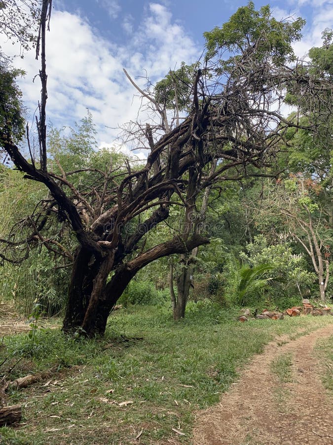Trees in Nairobi arboretum stock image. Image of trees - 215132259
