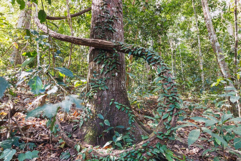 Trees stock image. Image of trees, abundance, natural - 92474117