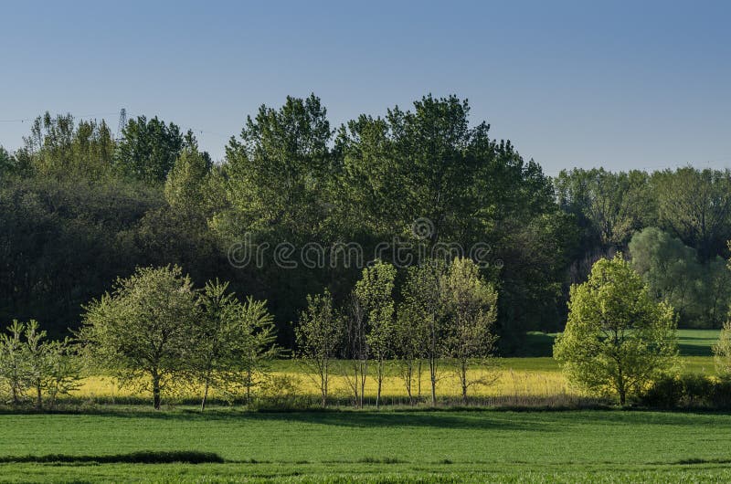 Trees in natural landscape stock photo. Image of color - 75768726
