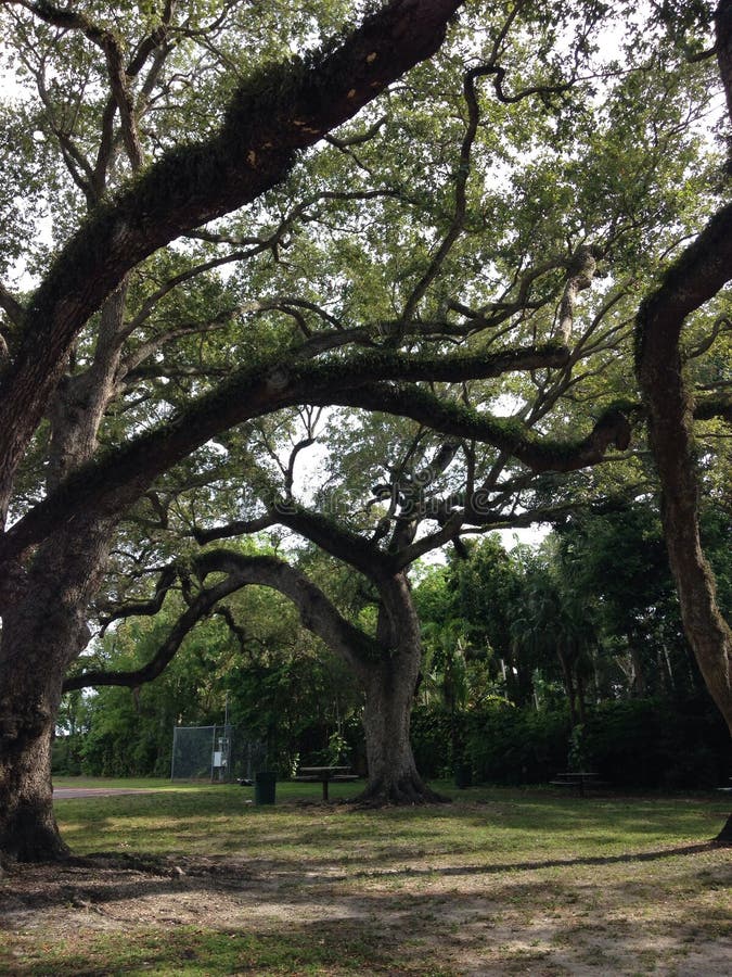 Trees stock image. Image of park, place, natural, beutiful - 57754433