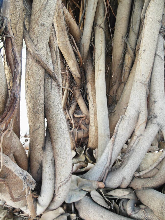 Trees Natural from stock photo. Image of form, trees - 117862574