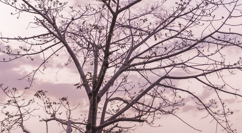 Trees Naturally at Different Times of Day and Seasons Stock Photo ...