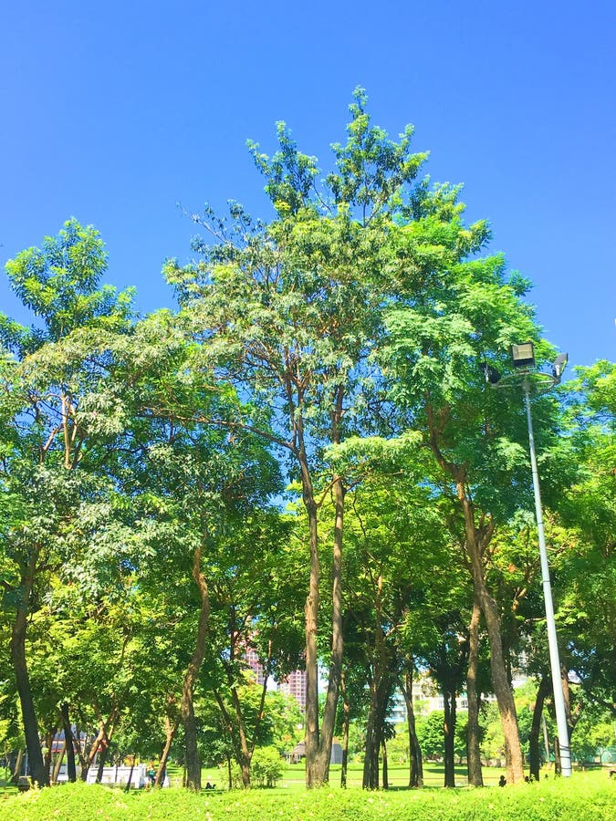 Trees Nature Green Wood.Trees Nature Green Wood Stock Photo - Image of ...