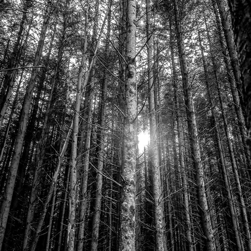 Trees stock image. Image of nature, life, trees, tree - 123186875