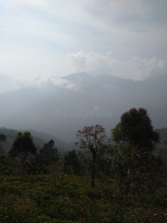 Trees, nature scenario stock photo. Image of otty, jasi - 141583390