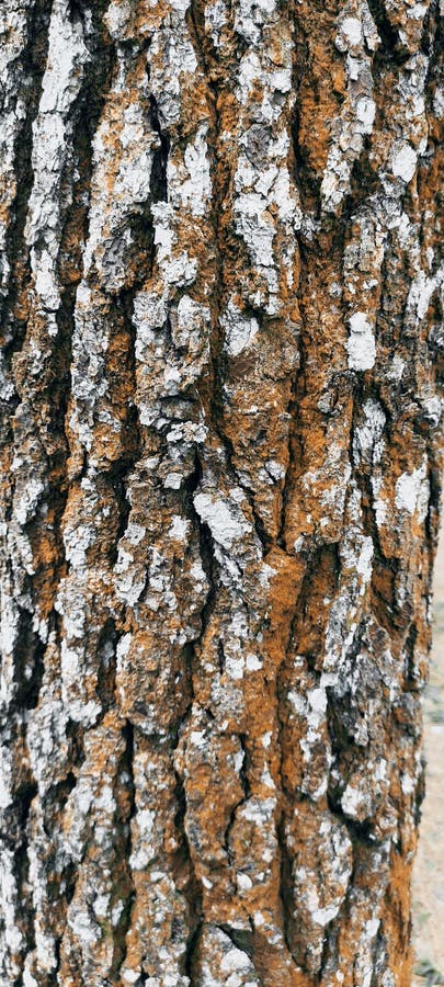 Trees, nature, texture stock photo. Image of asphalt - 251831154