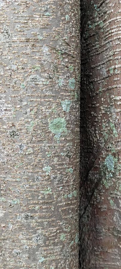 Trees, nature, texture stock photo. Image of rock, brick - 251831160