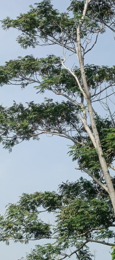 Trees in Nature that are Very Pleasing To the Eye Stock Photo - Image ...