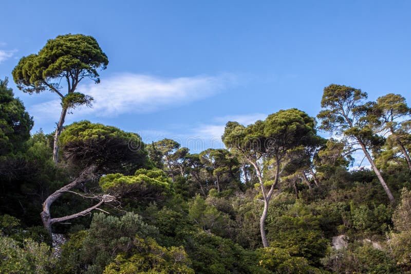 Trees in nature stock photo. Image of safari, croatia - 64877956