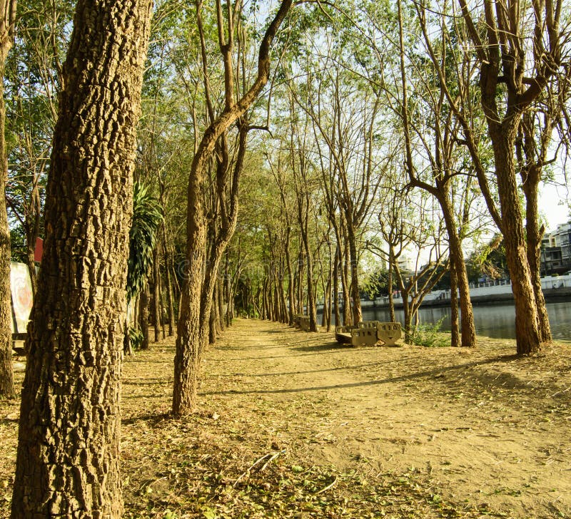 Trees Nature Wood Evening Light Stock Image - Image of outdoor ...