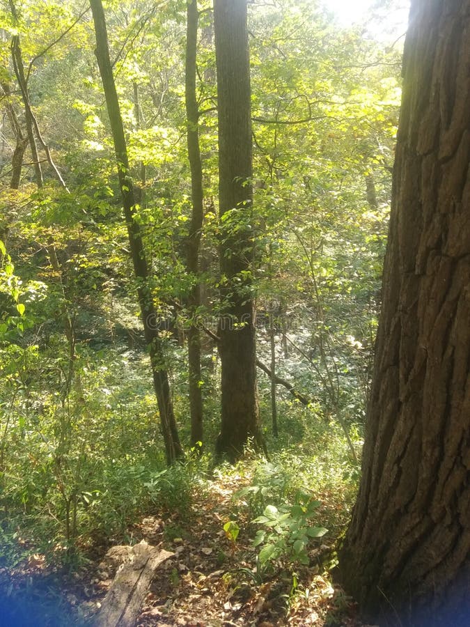 Trees stock photo. Image of trees, hiking, nature, woods - 159403840