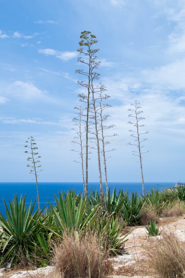 Trees Near Blue Grotto in Malta. Stock Image - Image of nature, trees ...