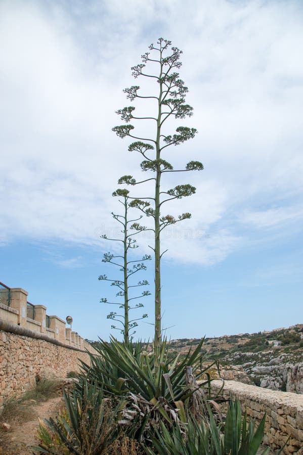 Trees Near Blue Grotto in Malta. Stock Image - Image of malta, plants ...