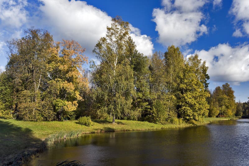 Trees near the pond stock photo. Image of tree, nature - 11359822