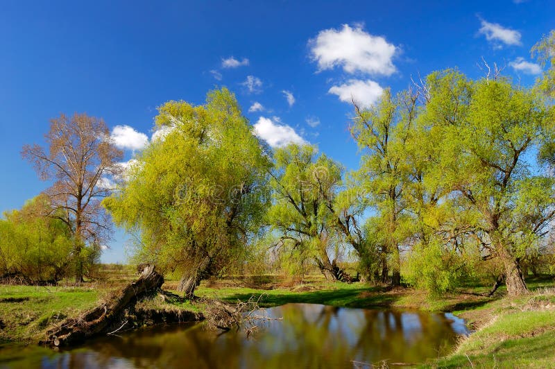 Trees Near a Pond in the Spring Stock Image - Image of ecology, rural ...