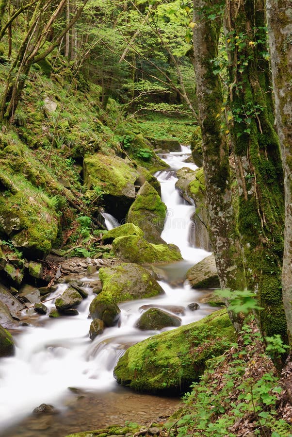 Trees near the river stock photo. Image of water, green - 15580076