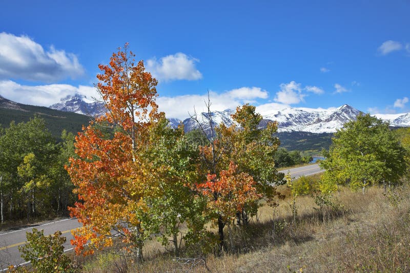 Trees near road stock photo. Image of green, road, line - 7102388
