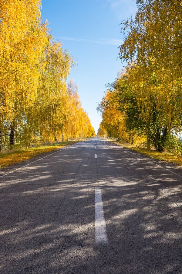 Trees Near the Road in the Autumn Stock Image - Image of foliage ...