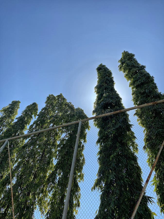 A Trees Near Stadium Was Estetic with Sunlight Behind it Stock Photo ...