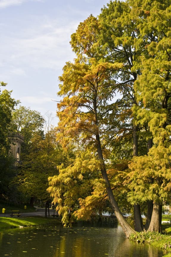 Trees near water stock photo. Image of lake, park, tree - 3783206