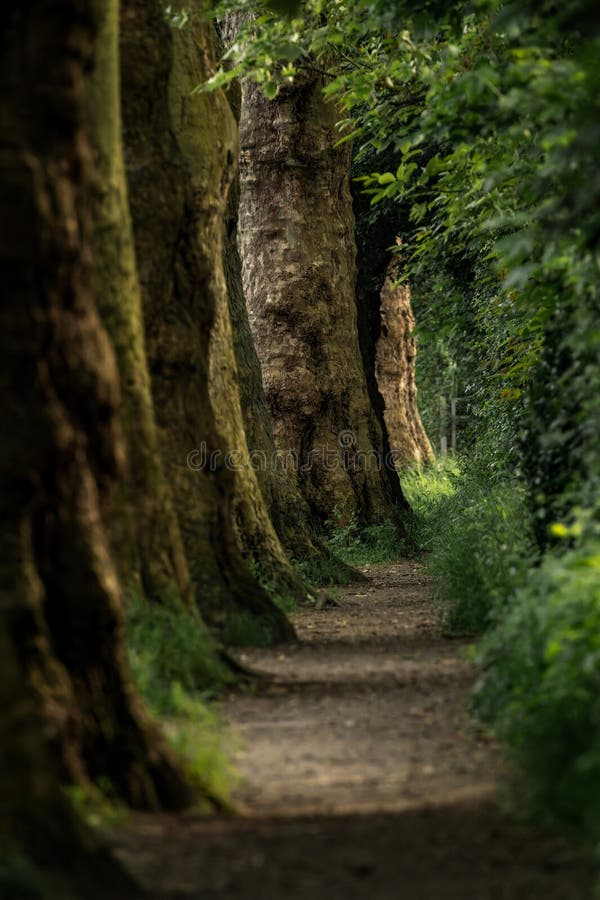 The Trees Have Been Lined Up on the Side of the Trail Stock Image ...