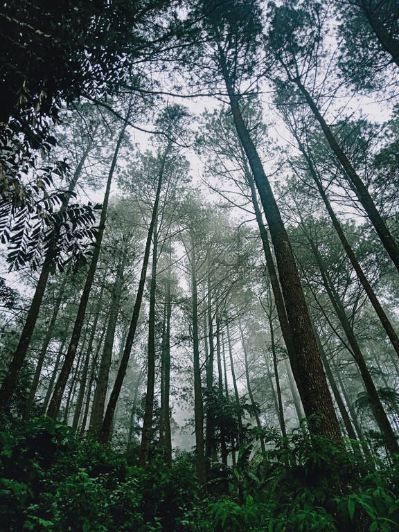 Trees that we Need To Protect for a Good Life Stock Photo - Image of ...