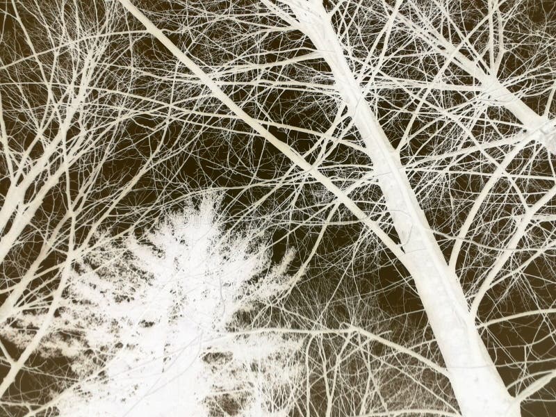 Trees in a negative effect stock image. Image of trees - 54934931