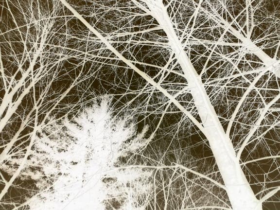Trees in a negative effect stock image. Image of trees - 54934931