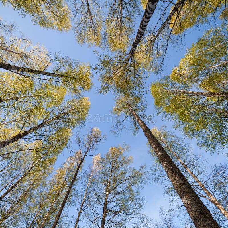 Trees New Foliage Spring Perspective Up Stock Photo - Image of high ...