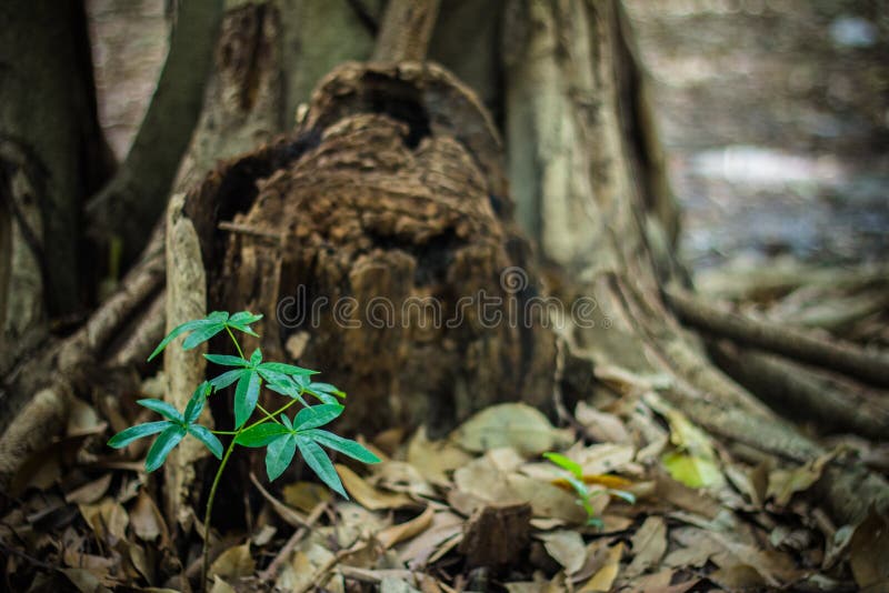 The trees newly born stock image. Image of leaf, tree - 102289319