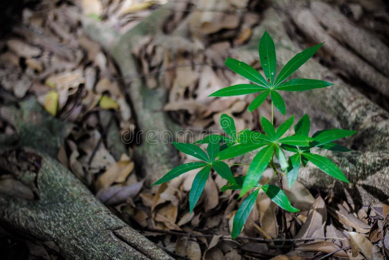 The trees newly born stock photo. Image of life, small - 102289580